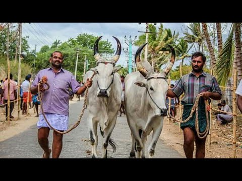 Rackla Race vandi no 7 Prabu and Kumar Archinarupalayam 2nd prize - YouTube