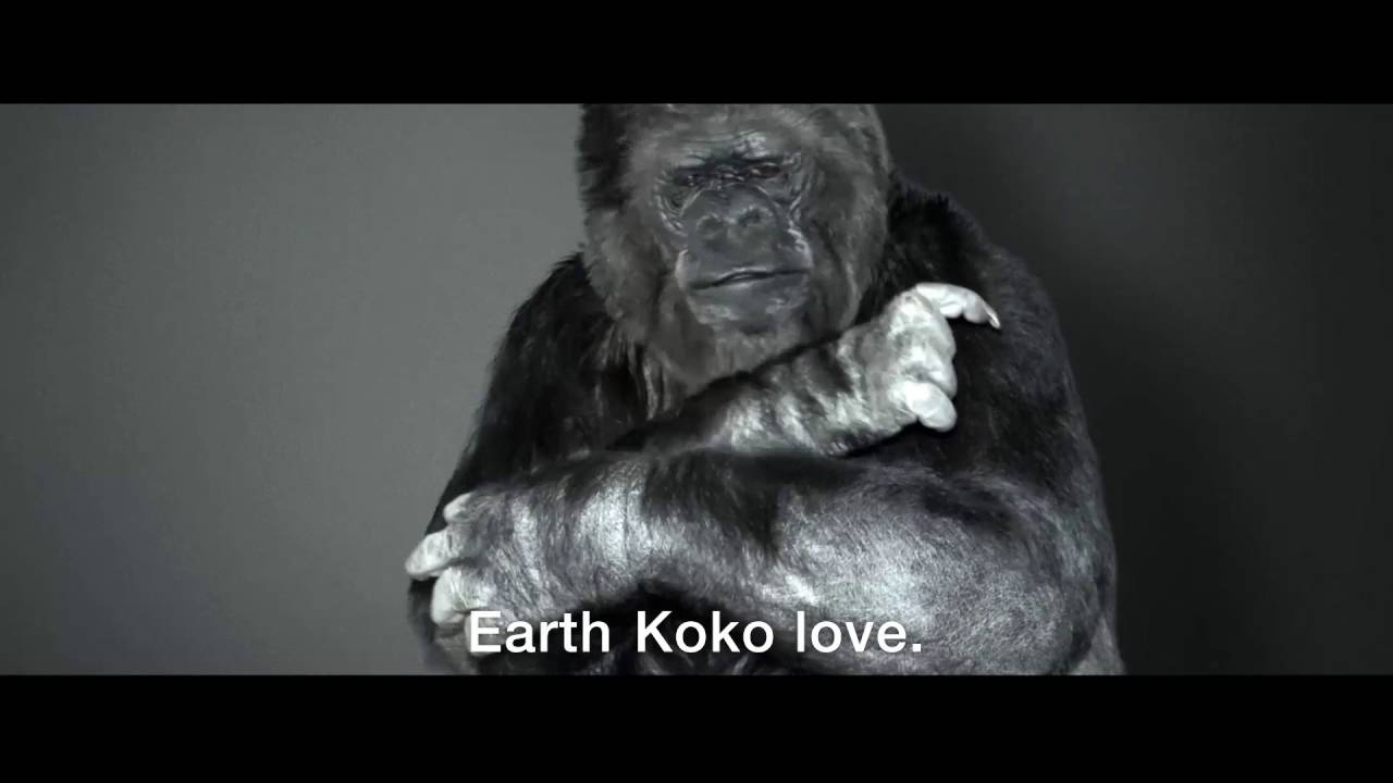 The Voice Of Nature - Koko - Case Study - YouTube
