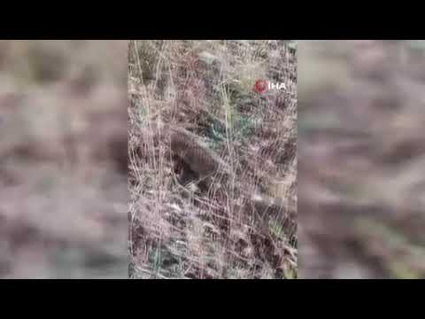 Sivas’ta dev yılan görüntülendi