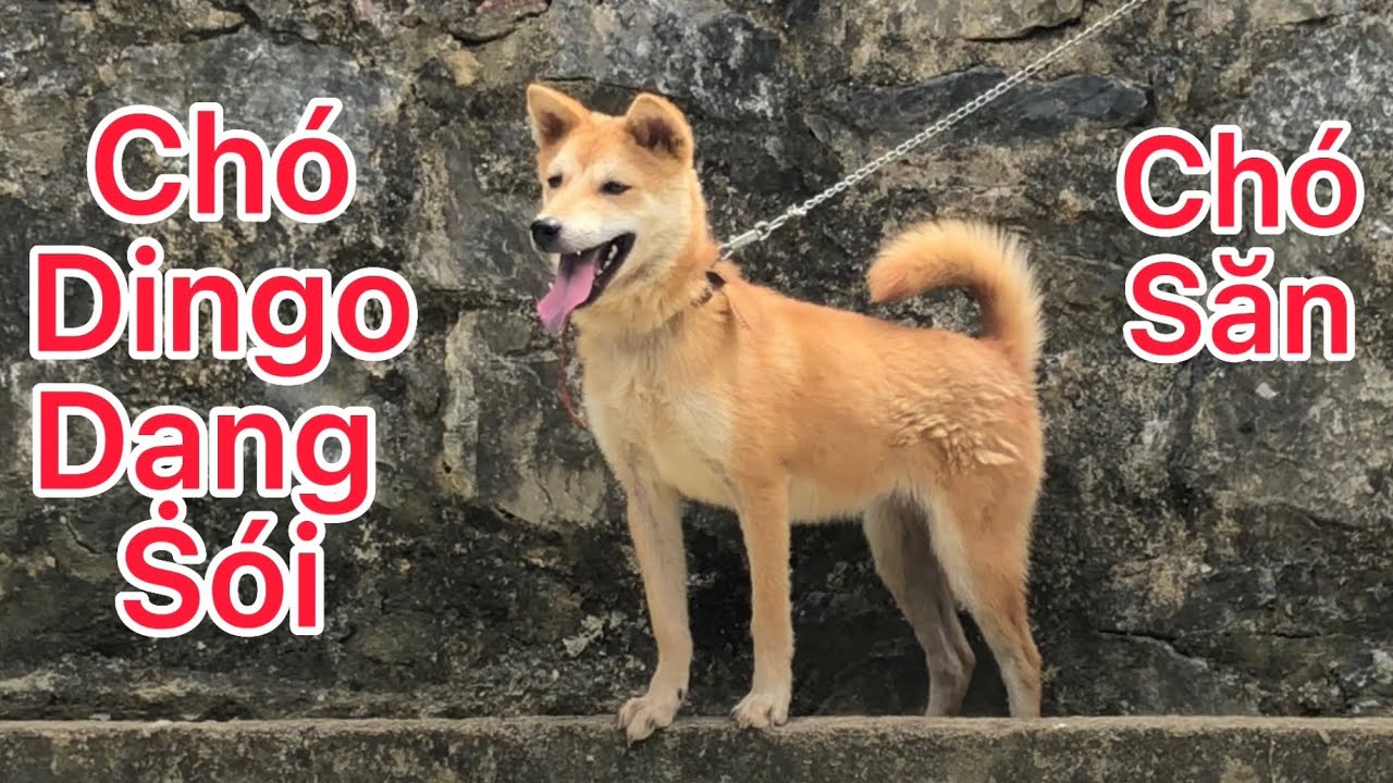 Cá Thể Chó Dingo Dạng Sói Vàng Bạc Má Đẹp Mê Ly, Tứ Đại quốc khuyển ...