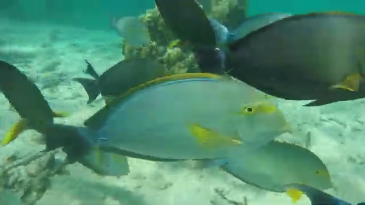 Diving in Mombasa Kenya DSD PADI Diver - YouTube