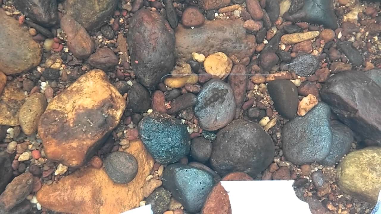 Balitora sp. in the Western Ghats - YouTube