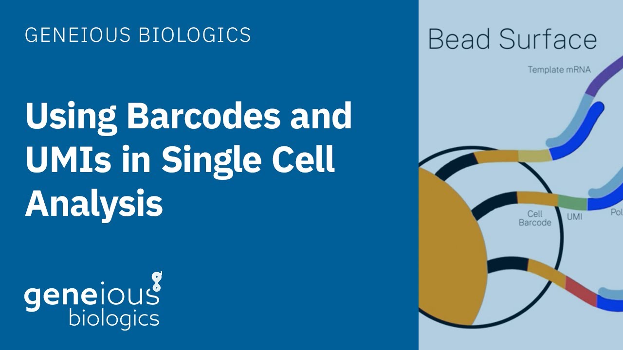 Geneious Biologics: Understanding Barcodes and UMIs - YouTube
