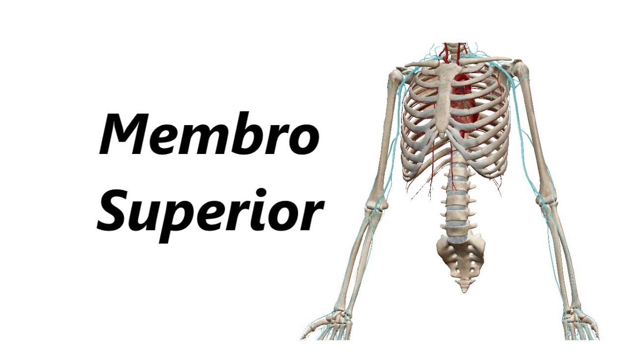 Anatomia das Artérias em 3D - Membro Superior - YouTube