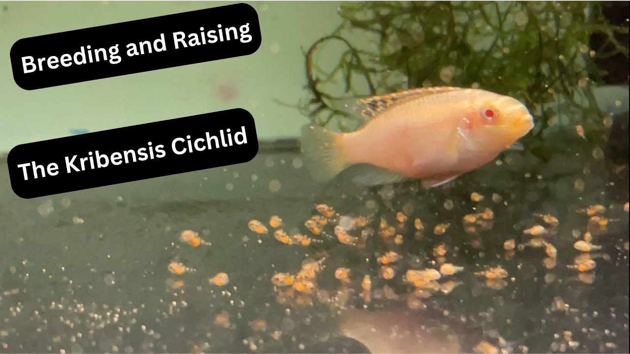 Breeding the Kribensis Cichlid (Standard x Albino) - YouTube
