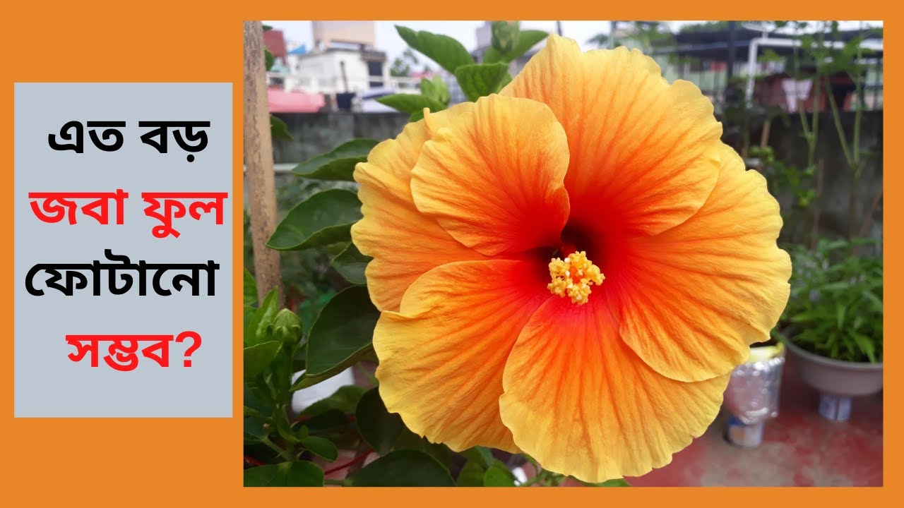 How to get big flowers in hibiscus plant//care of hibiscus in rainy ...