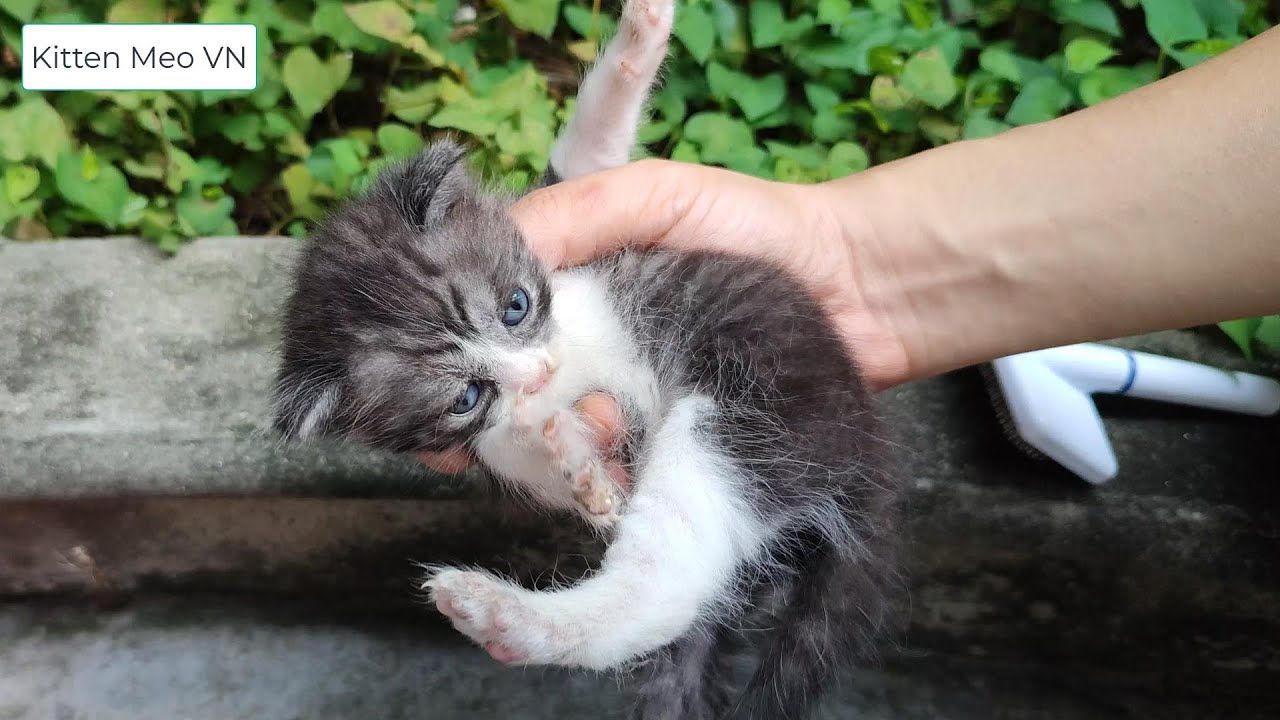 Benji the cat has grown and how to brush it - YouTube