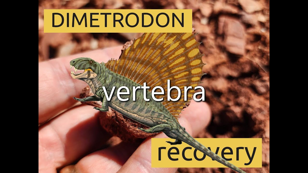 My best Dimetrodon fossil yet! - YouTube