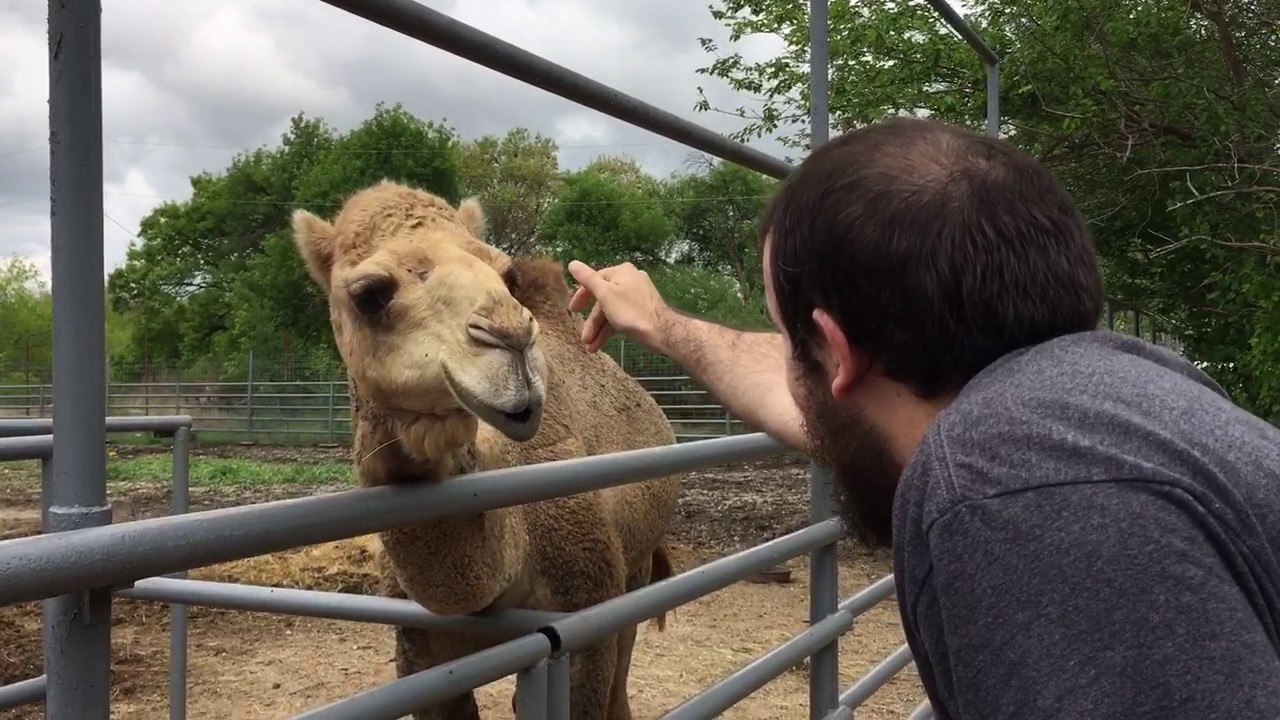 Hump Day at Snake Farm in Texas - YouTube