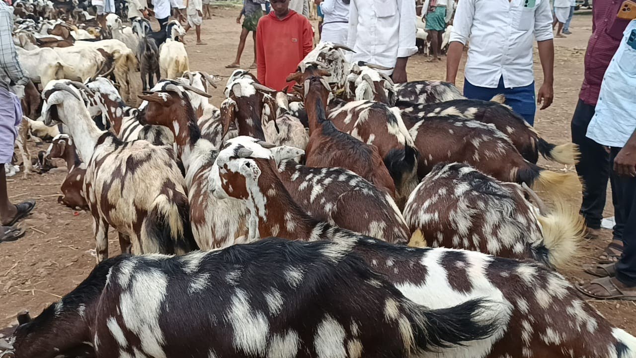 guntur nallapadu goat market | guntur nallapadu sheep and goat market ...