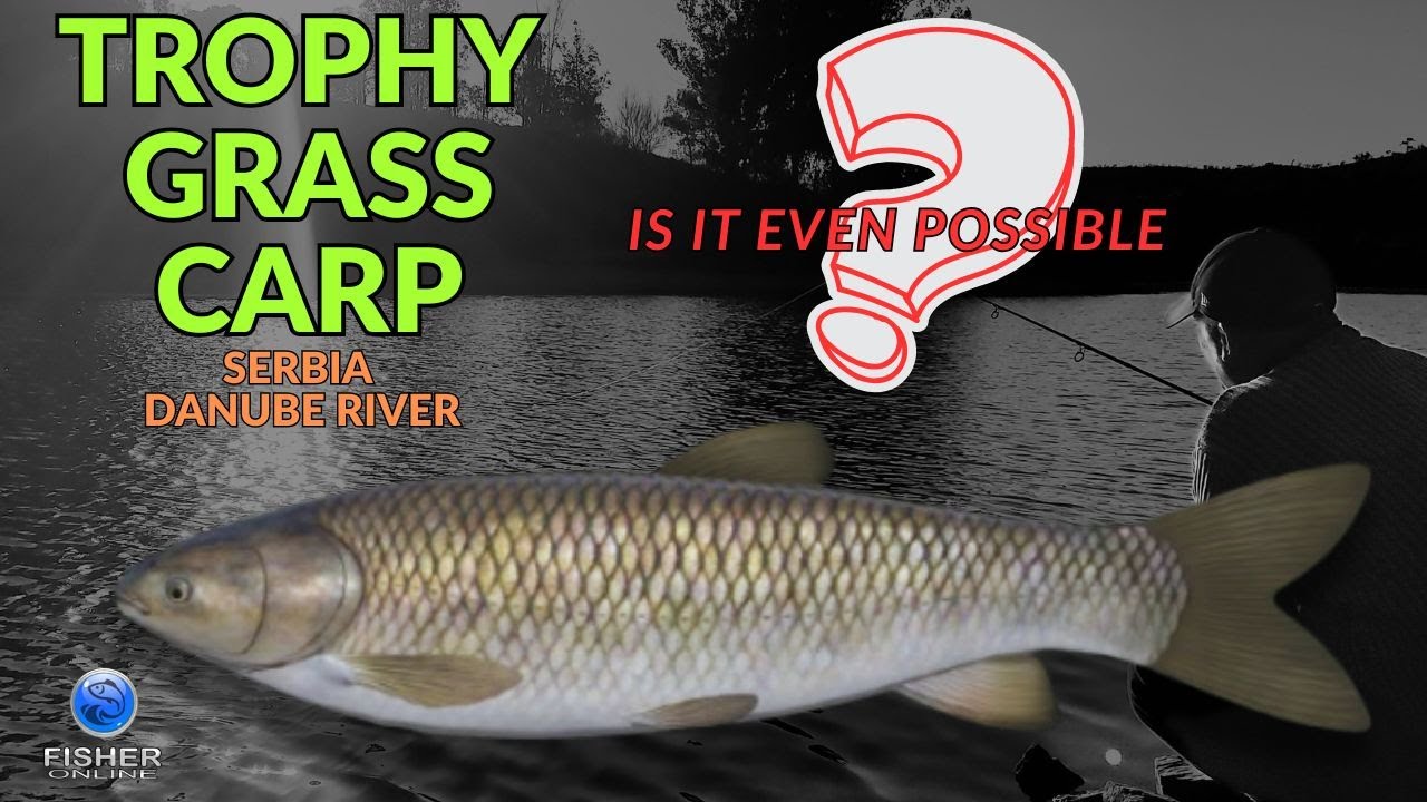 Is It Even POSSIBLE to Catch GRASS CARP in Serbia?! 😱 | Fisher Online ...