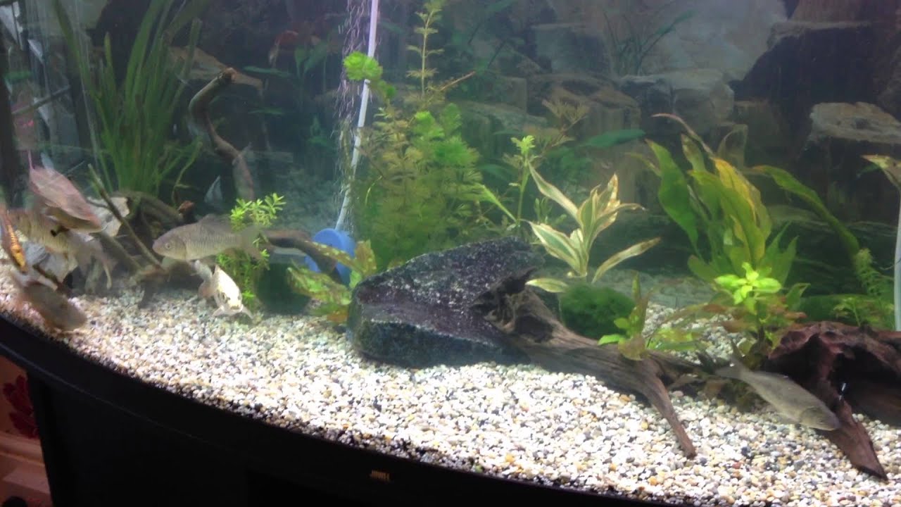 native uk species aquarium carp,tench - YouTube