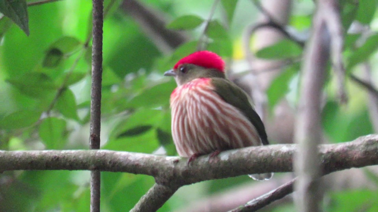 striped manakin, Machaeropterus regulus, Reseva Bella Vista, La ...