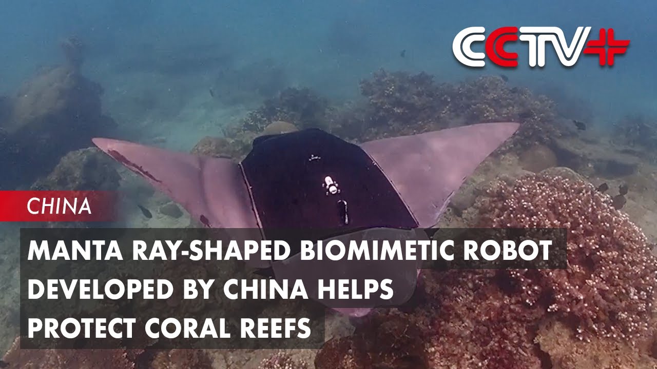 Manta Ray-Shaped Biomimetic Robot Developed by China Helps Protect ...
