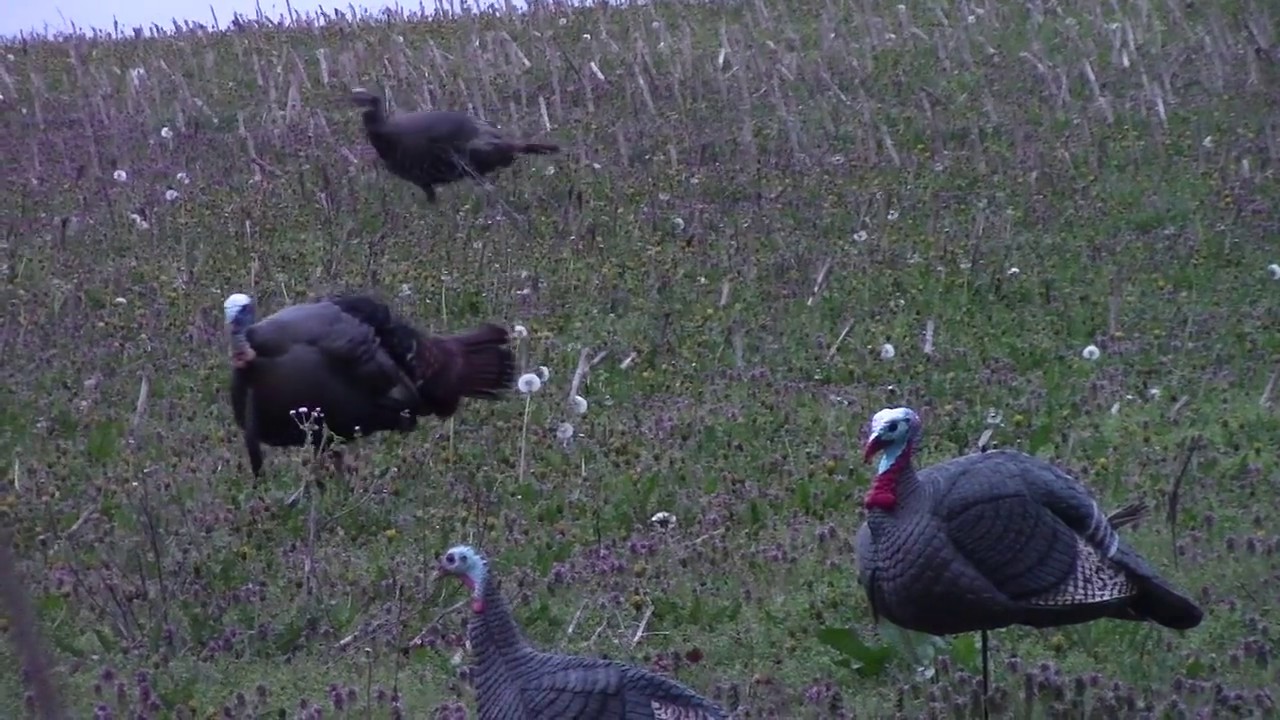 Pennsylvania Youth Spring Gobbler Hunt 2017 - YouTube