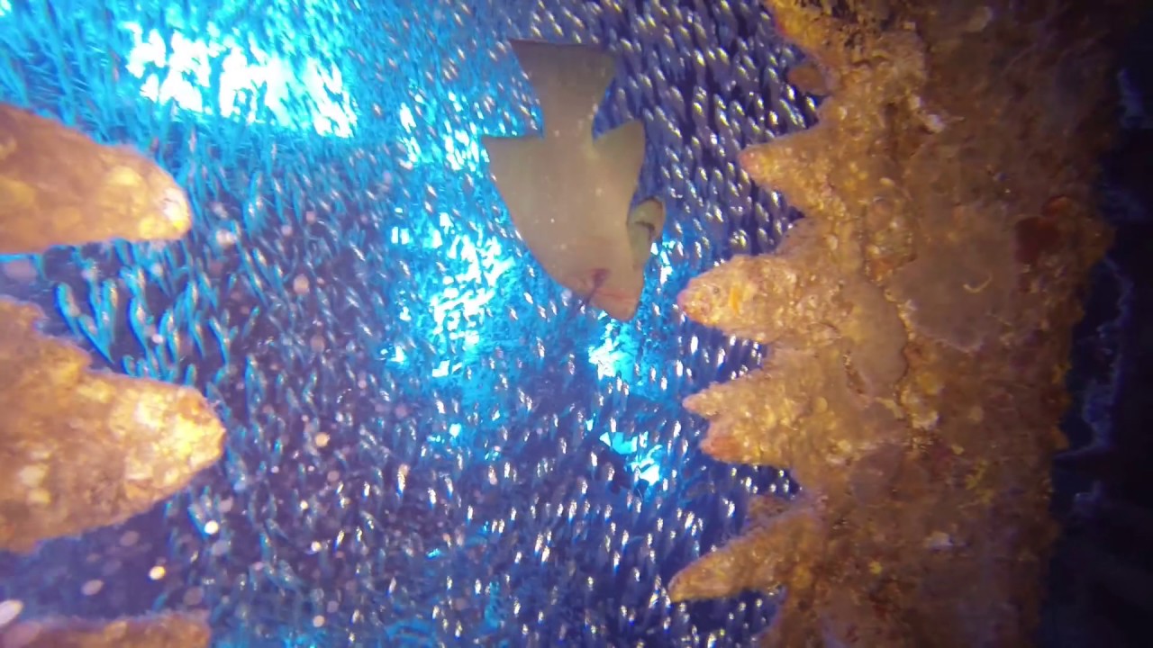 Epave du Carnatic - Abu Nuhas - Egypte - Frédéric Thollet - Oct 2016 ...