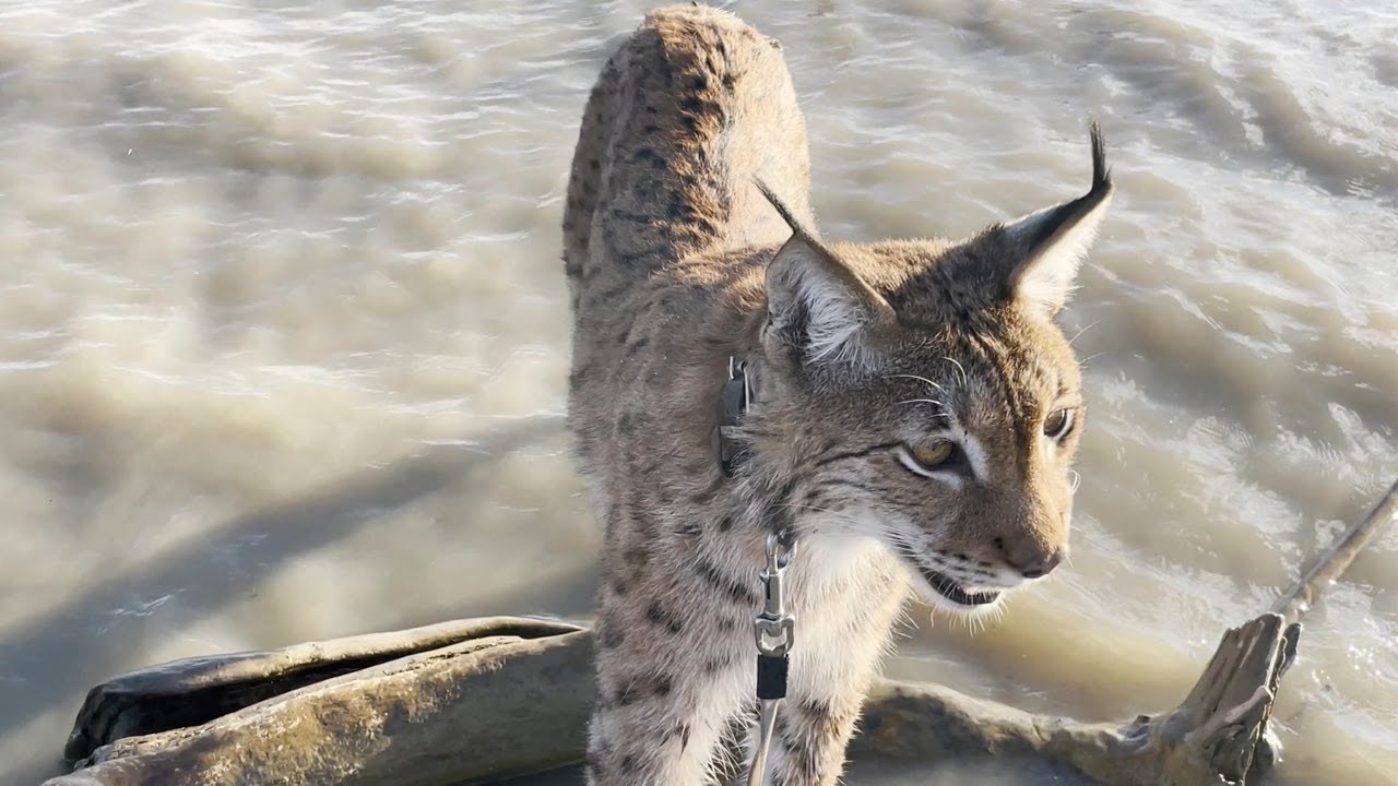 Wild lynx watching prey - YouTube