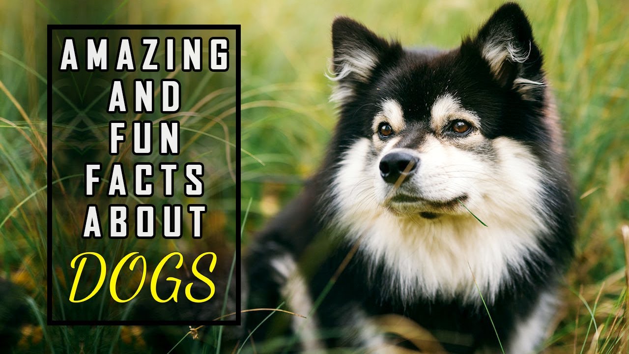 Fun Facts about Dogs - Kids Education with KZ Learning - YouTube