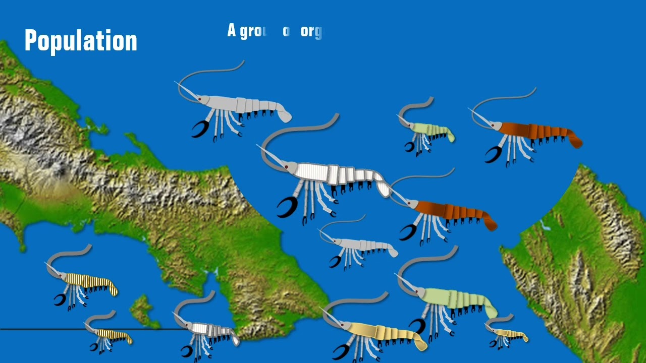 Speciation in Snapping shrimp - YouTube