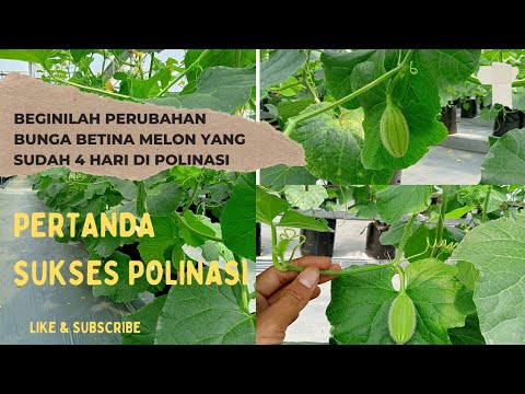 Beginilah perubahan bunga betina melon setelah 4 hari di polinasi # ...