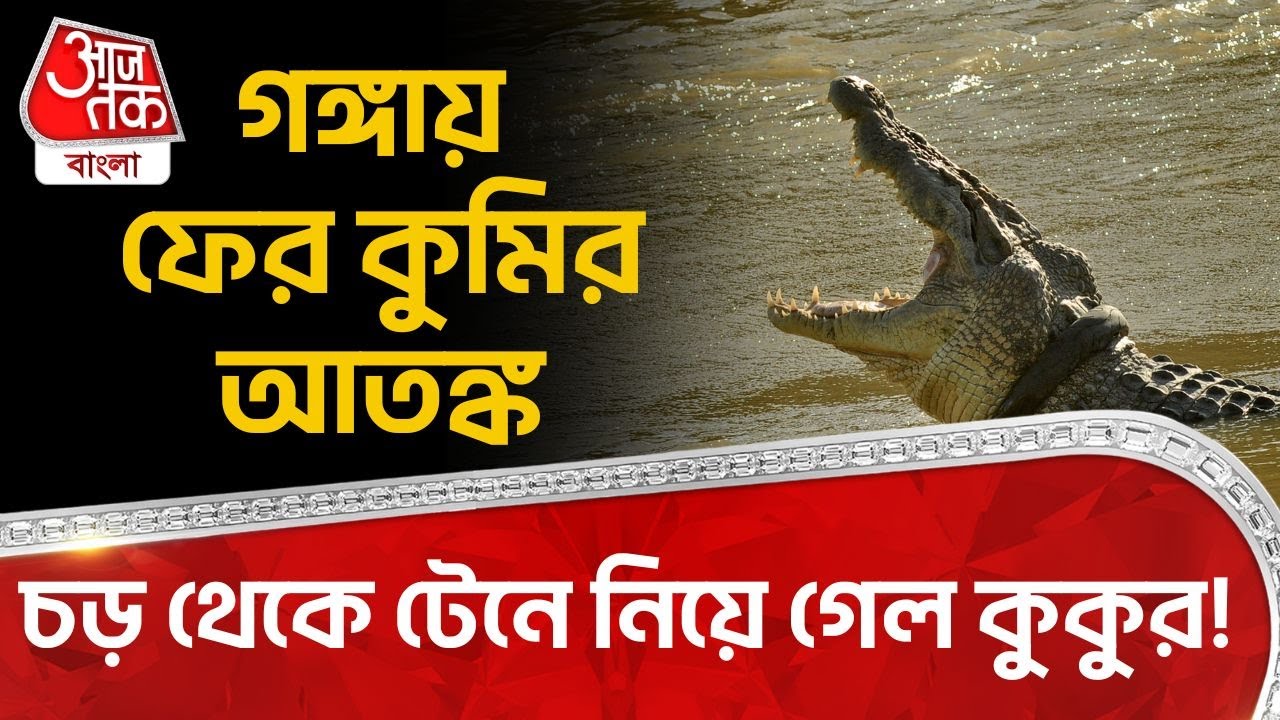 গঙ্গায় ফের কুমির আতঙ্ক, চড় থেকে টেনে নিয়ে গেল কুকুর! | Crocodile in ...