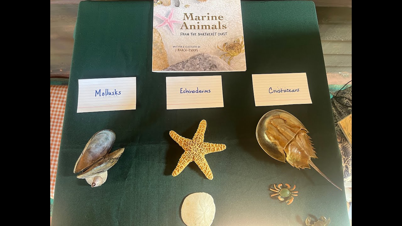 Marine Animal Sort | Mollusks | Echinoderms |Crustaceans | Sorting ...