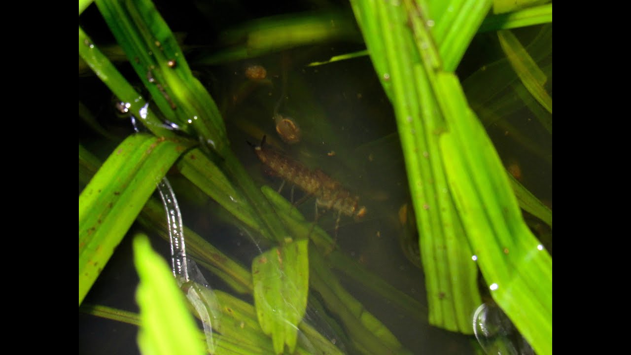 Dragonfly nymph hunting tadpoles (Anisoptera) - YouTube