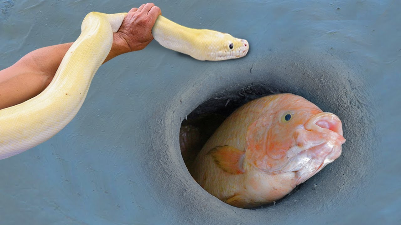 Experiment: Use Python To Catch Fish From Underground Hole - How To ...