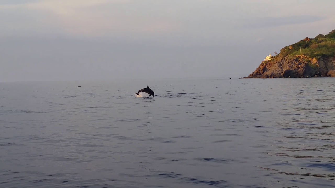 delfini ischia punta caruso - YouTube