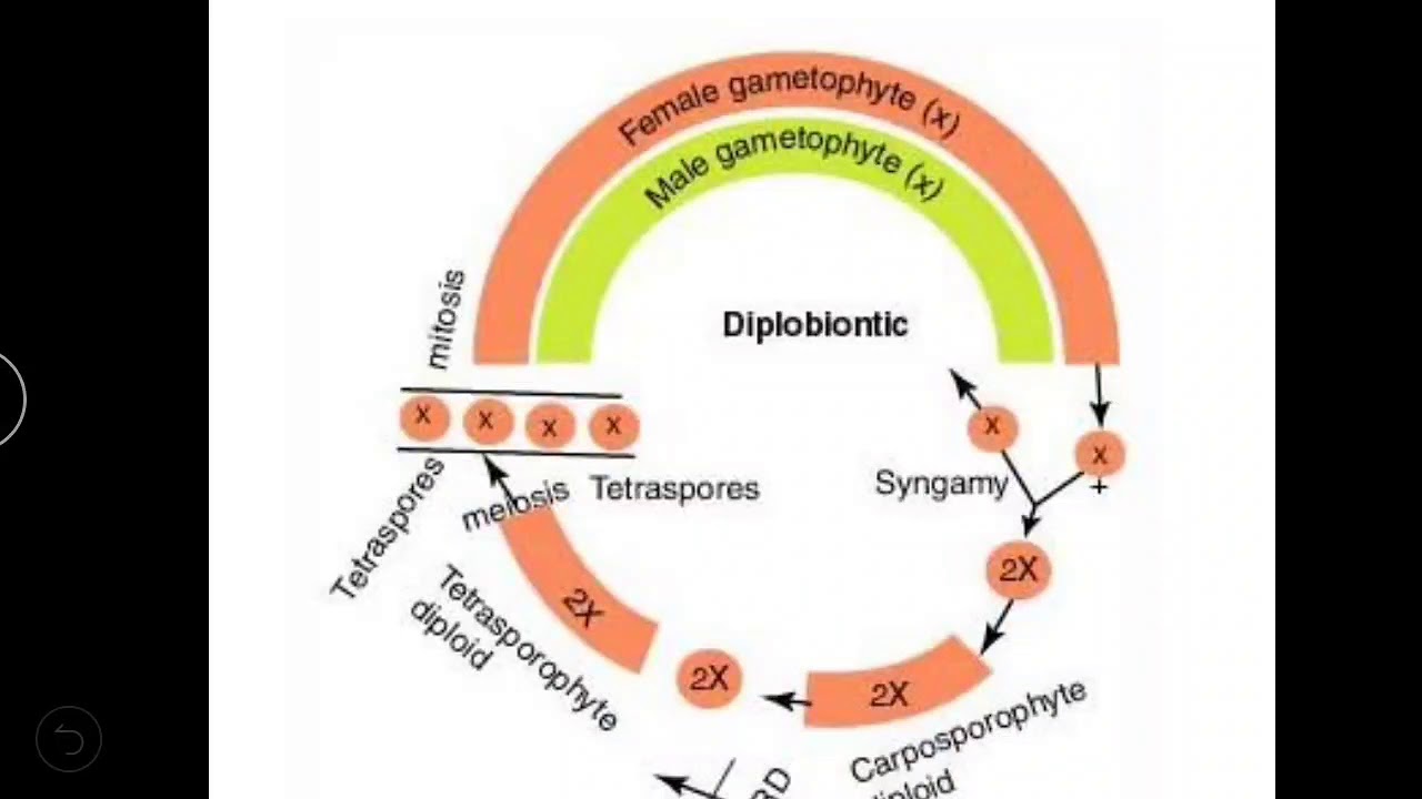 Diplobiontic life cycle - YouTube