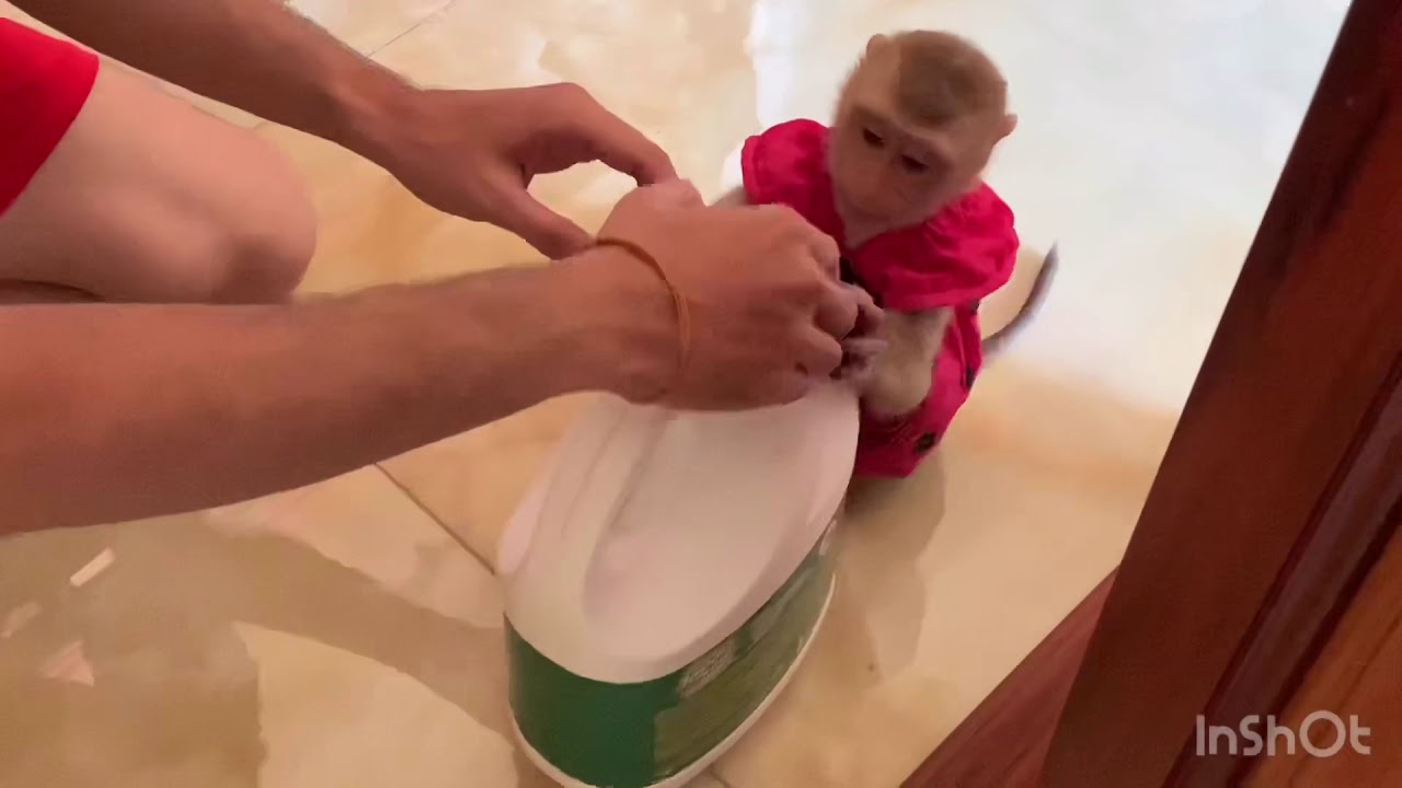 Baby monkey wawa try to open the bottle and so naughty 🐒 - YouTube