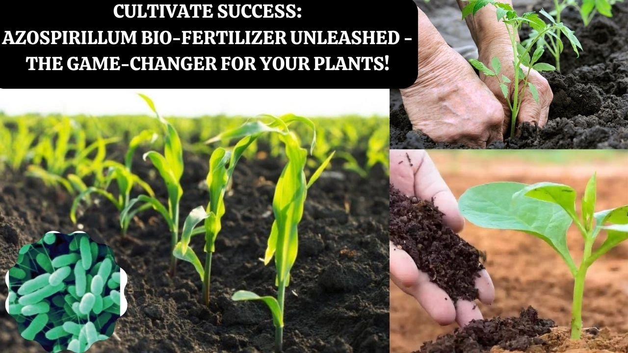 Cultivate Success Azospirillum Bio Fertilizer Unleashed The Game ...