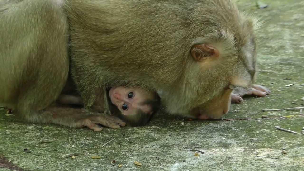Great Time ! The Monkey have a new generation, Please give her name ...