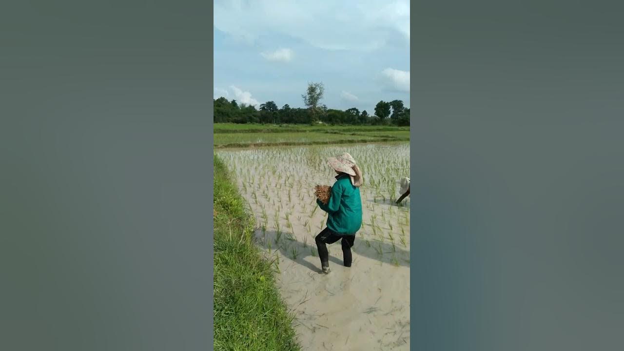 peb mus ua zog cog liaj .30 .6 .2024 - YouTube