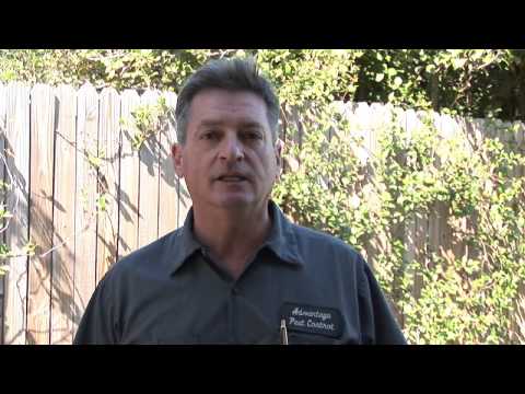 How To Kill Fire Ants In Your Yard Naturally