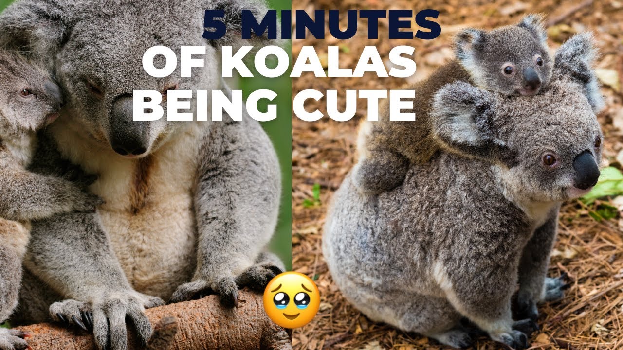 5 Minute Compilation of Koalas Being Cute - YouTube