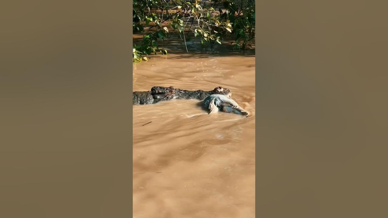 Cannibal Crocodile, Australia - YouTube
