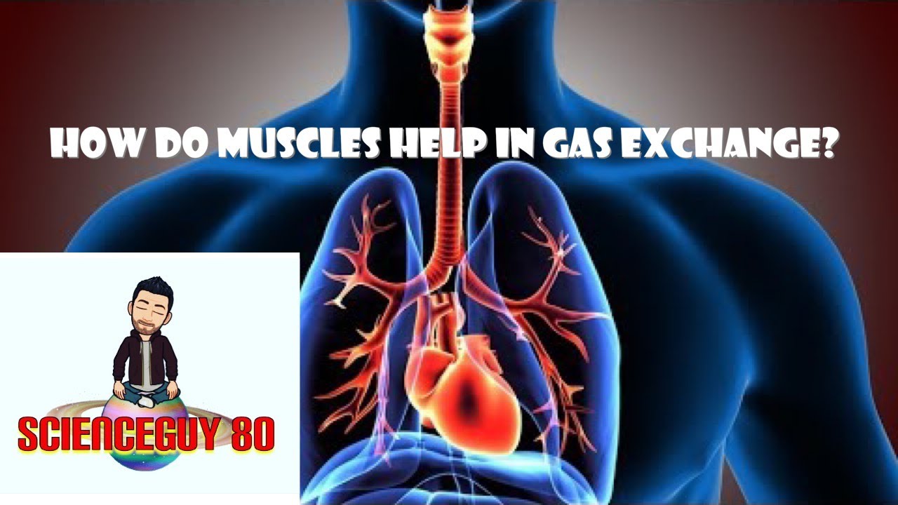 How do muscles help in gas exchange? - YouTube