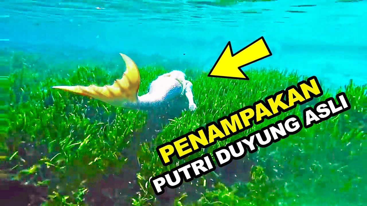10 Penampakan Putri Duyung Asli Yang Tertangkap Kamera - YouTube