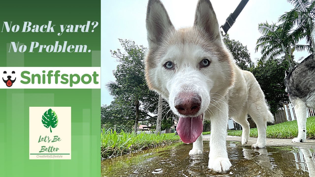 Do you not have a back yard & have a reactive pup? this might help you ...