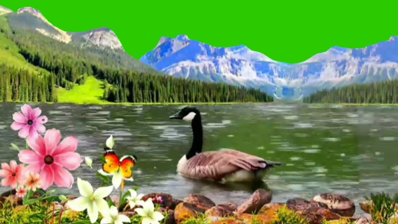 Beautiful Natcher With Rain Green Screen. - YouTube