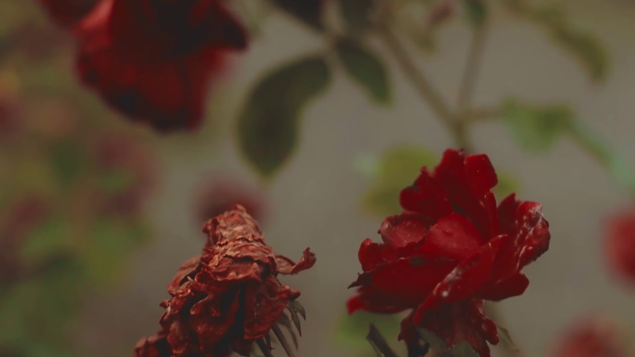 Roses non copyright video footage rose flower background video - YouTube