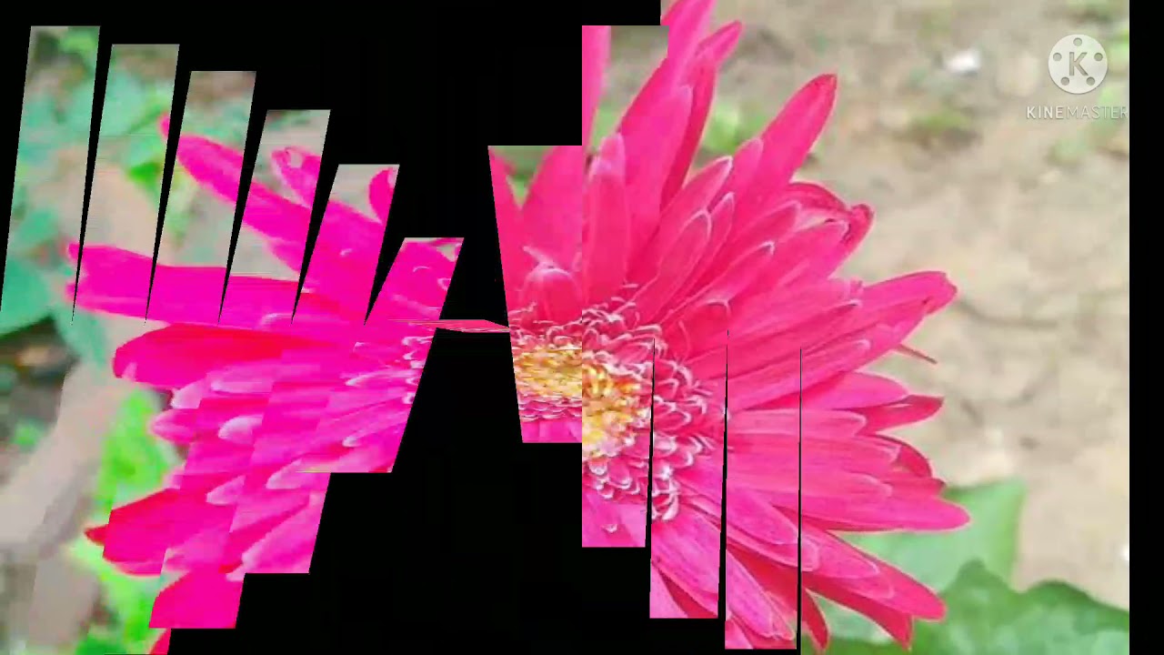 red sebati flower - YouTube