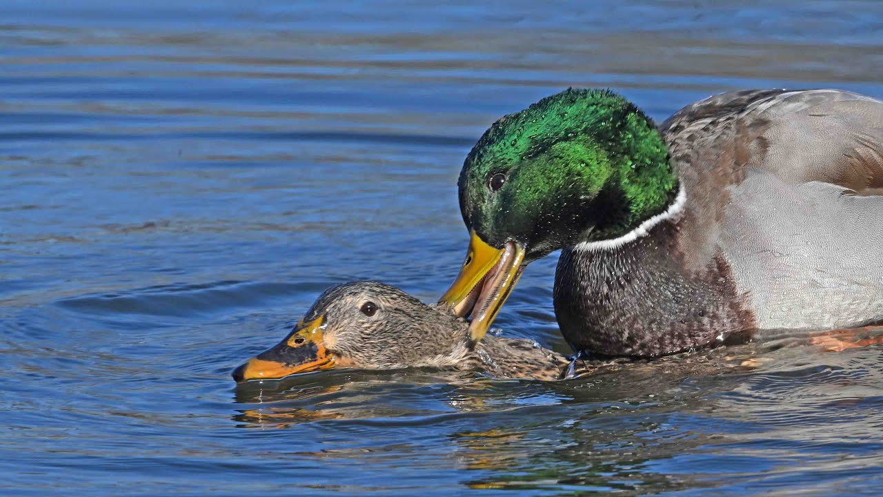 Anas platyrhynchos MALLARD ompilation: lots of mating, female struggles ...
