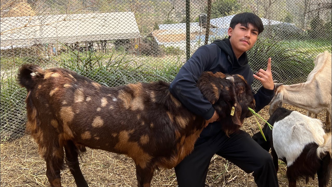 Goat farm in Armadi village, Kusma Nepal - YouTube