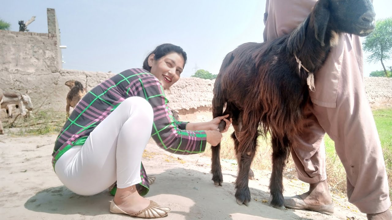 Village Girl Goat Milking By Hand | Goat Breeding | Kiran New Vlog ...