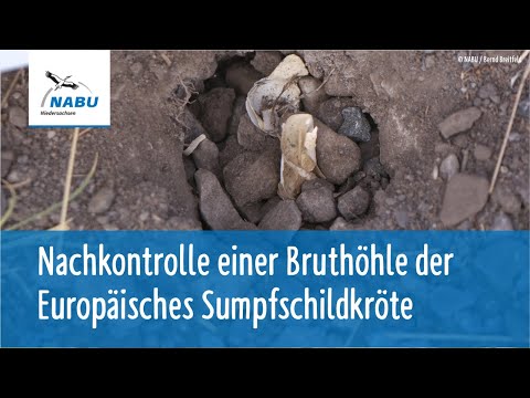 Nachkontrolle einer Bruthöhle der Europäisches Sumpfschildkröte