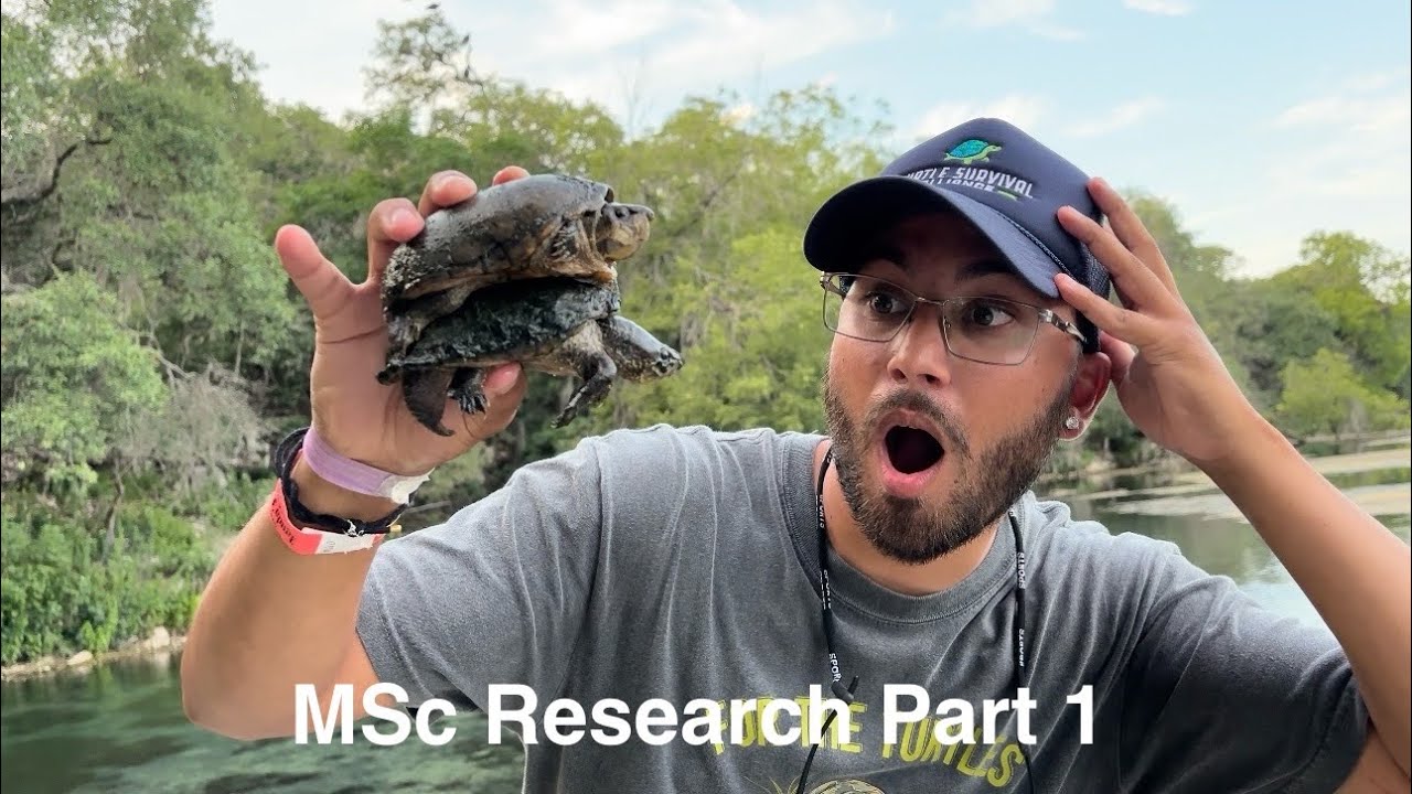 Why Are These Turtles Growing Giant Heads? | MSc Research Vlog Ep. 1 ...
