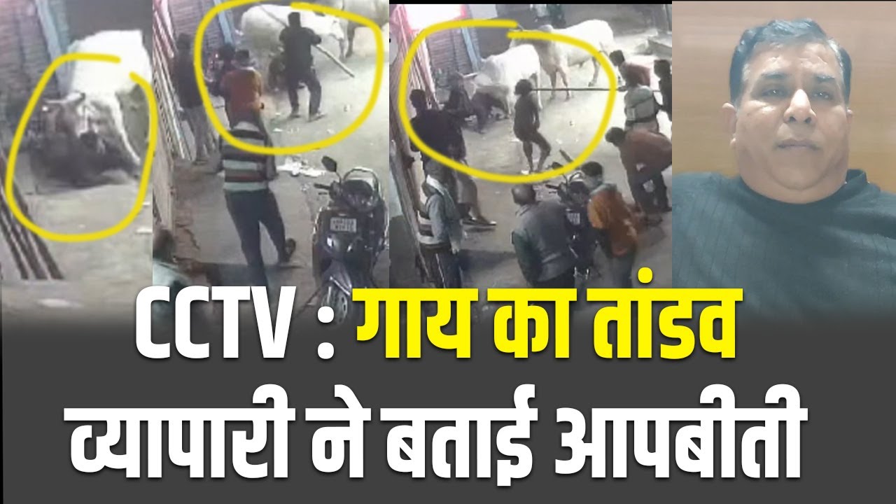 Rewari CCTV | गाय का तांडव | व्यापारी ने बताई आपबीती | Rewari Update News - YouTube