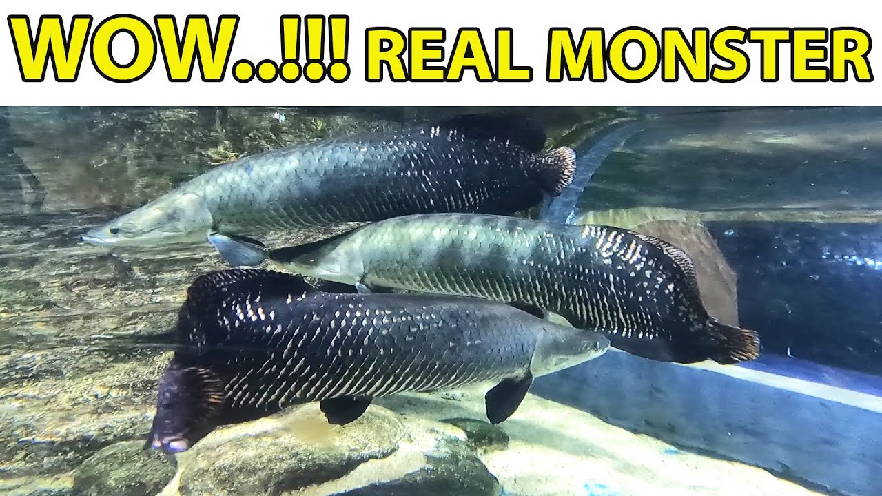 REAL MONSTER ARAPAIMA FISH IN CHENNAI AQUARIUM PART 1 |AQUARIUM FISH ...